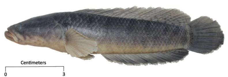 Channa sp 1. | National Research Centre For Riverine And Lake Fisheries