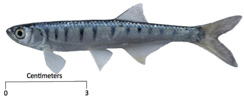 Barilius vagra (Hamilton, 1822) | National Research Centre For Riverine ...