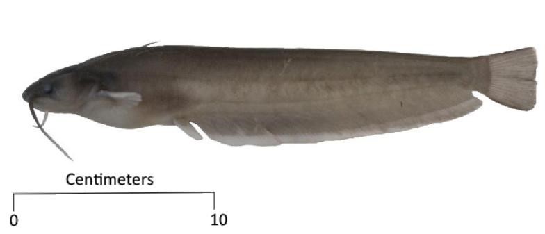 Pterocryptis barakensis (Vishwanath & Nebeshwar, 2006) | National ...