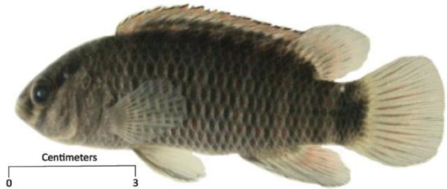 Badis badis (Hamilton – Buchanan, 1822) | National Research Centre For ...